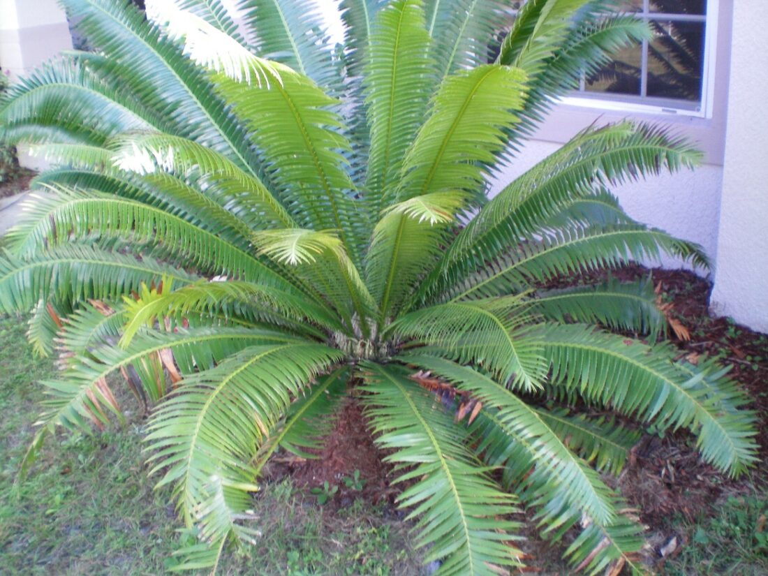 In The Garden: Cycadophyta are ancient plants - SANIBEL-CAPTIVA ...
